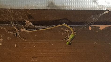 거미줄에 걸린 등줄실잠자리 포획해서 체액 빨아먹는 별무늬꼬마거미추정 Youtube