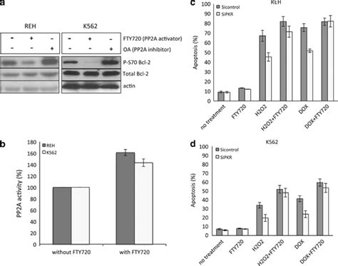 Modulation Of Pp2a Activity Affects Bcl 2 Activity And Cell Apoptosis