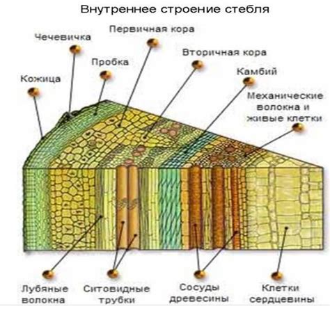 определите что обозначено под цифрами 1 4 на данном рисунке Поперечный срез стебля Продольный