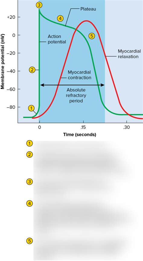 Action Potential Of A Ventricular Cardiomyocyte Diagram Quizlet