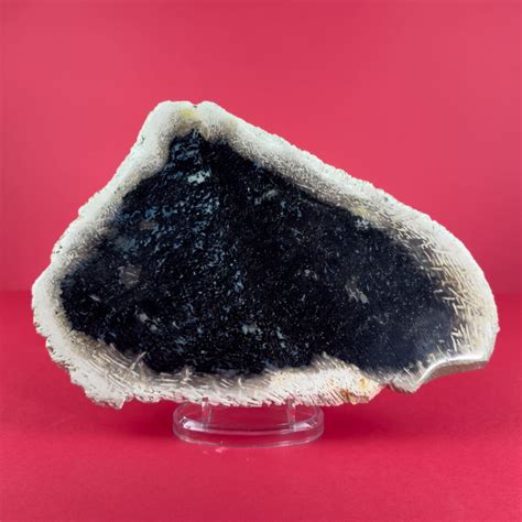 Fossil Palm Slab With Black Interior Fossilized Plant Specimen Latiaxis