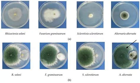 Trichoderma Asperellum Plant Root Stimulator Novobac