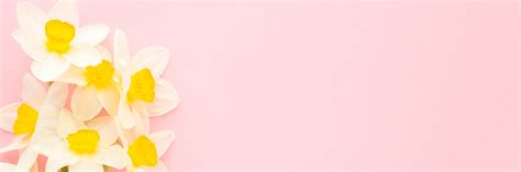 밝은 분홍색 테이블 배경에 아름 다운 신선한 흰색 노란색 수선화 꽃 머리입니다 파스텔 색상 근접 촬영 와이드 배너 영감을 주는 텍스트 긍정적인 인용문 또는 말을 위한 빈