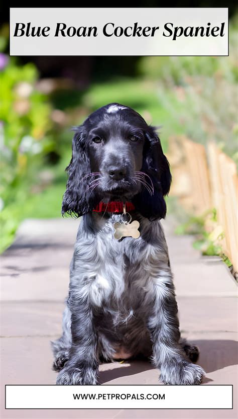 19 Stunning Cocker Spaniel Colors Explained With Pictures