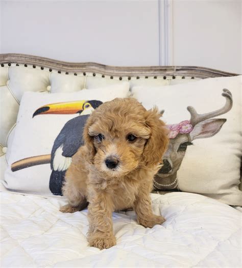 시베리안허스키 비숑분양가 포메 그레이하운드분양 광주애견샵 폼스키 유기견무료입양 위례강아지분양 솔 강아지배변훈련 도그마루 홈스쿨 강아지훈련소 강아지입질 강아지분리불안