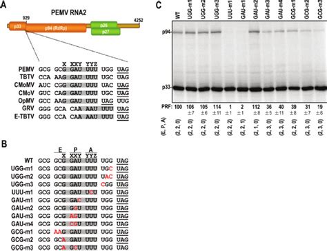 Role Of E P And A Slippery Sequence Codons On 1prf Efficiency In Wge