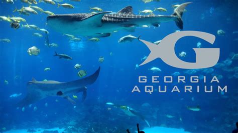 Georgia Aquarium Bag Policy Security And Storage Info