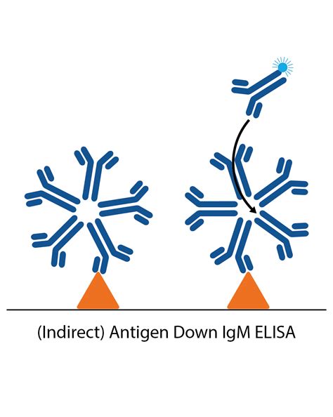 Elisa Formats For Infectious Disease Diagnostics The Native Antigen