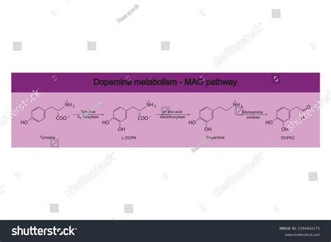 Dopamine Metabolism Mao Monoamine Oxidase Pathway เวกเตอร์สต็อก ปลอด