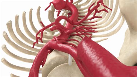 Custom 3d Anatomy Models Aorta Aortic Valve Aortic Arch 3d Model Gpi 3d Anatomy