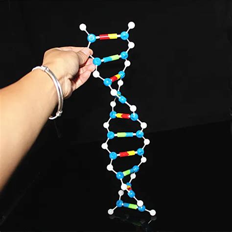 Dna Double Helix Structure 3d Model