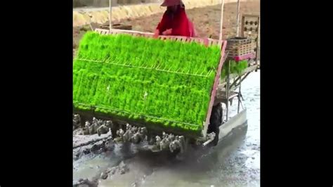 Как выращивают рис в наше время Youtube