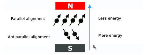 2 Atoms Aligned Parallel Or Antiparallel To B 0 Download Scientific Diagram