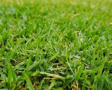 Know Which Lawn Grass Variety Is Best For Your Home Today Asepsis Limited