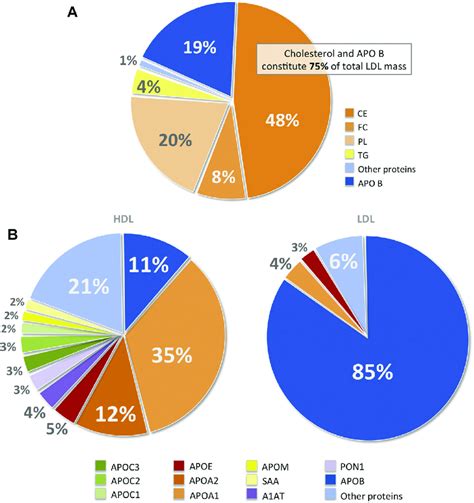 Hdl Vs Ldl Chart