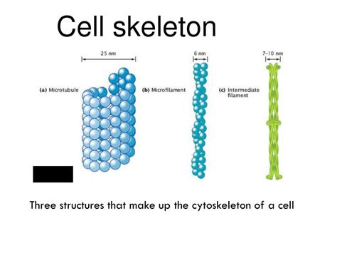 Ppt Organelles Powerpoint Presentation Free Download Id5996010