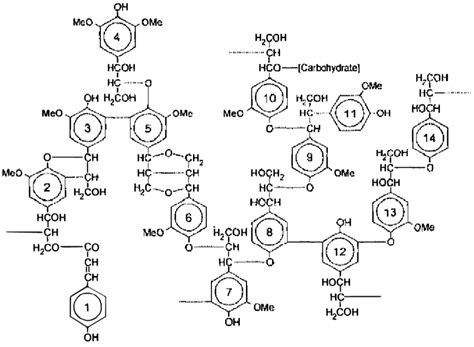 Ideal Lignin Molecule Showing Bonds Adapted From Breznak And Brune