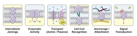 Biology Exam 2 Review Flashcards Quizlet