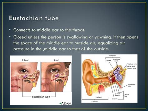 Rehab Head And Face Ch 23 2 The Ear Ppt Download