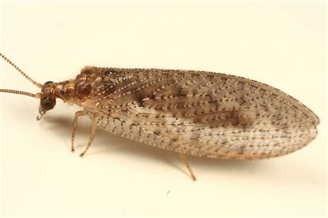 Brown Lacewing Hemerobius Bugguidenet