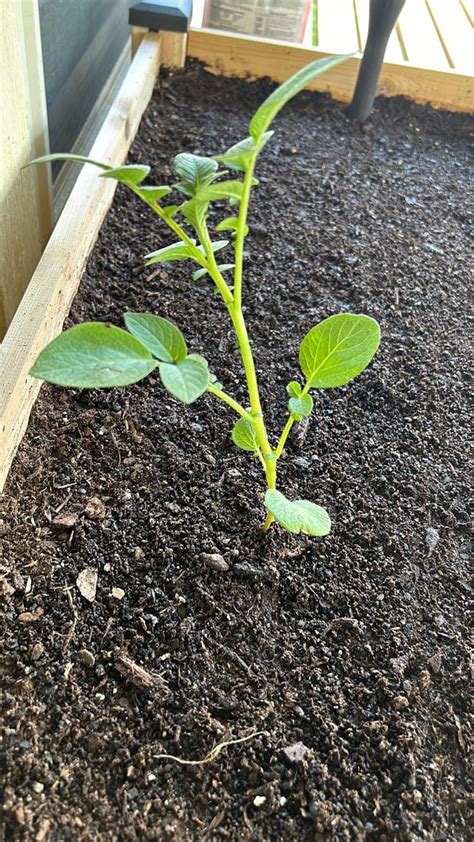 Had A Compost Pot And This Plant Started Growing Rwhatisthisplant
