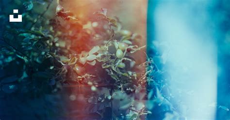 녹색 과일이 있는 녹색 잎이 많은 나무 사진 Unsplash의 무료 아날로그 사진 이미지