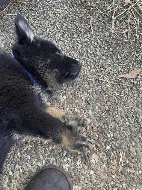 German Shepherd Narooma Petsforhomes