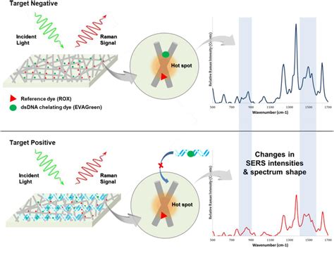 Schematic Illustration Of Dna‐sers Detection System Using Agnws‐gff