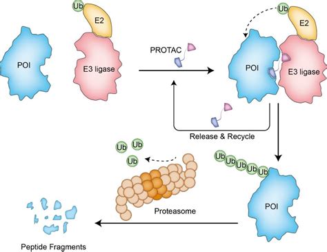 Deepprotacs Is A Deep Learning Based Targeted Degradation Predictor For Protacs Research