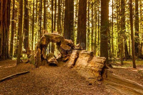 Dead Sequoia Tree Forming A Tunnel In The Redwood Forest National Park