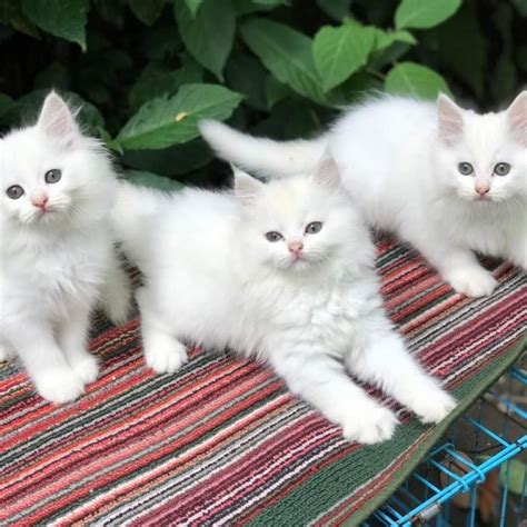 Kucing Persia Medium Putih