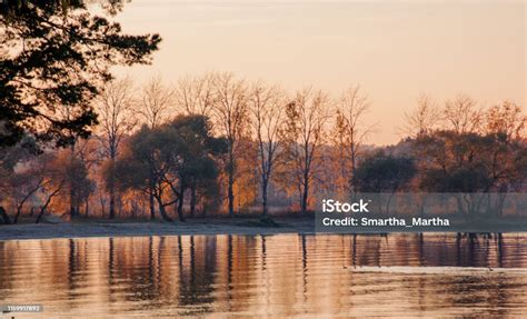 아름다운 호수 풍경 새와 일몰 황금 분홍색 파도 수평선과 물에 나무 가을에 대한 스톡 사진 및 기타 이미지 가을 가을 단풍 경관 Istock