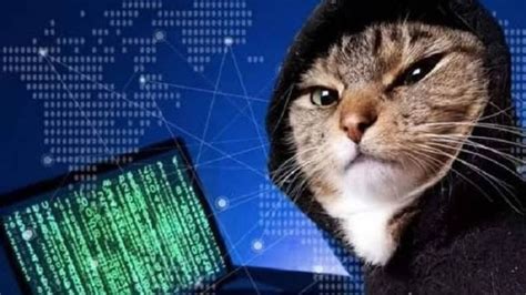 Хакерс Gatti Divertenti Divertente