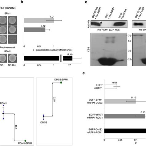 Subcellular Colocalization Of Bpm1 And Dms3 Or Rdm1 In Tobacco By 2
