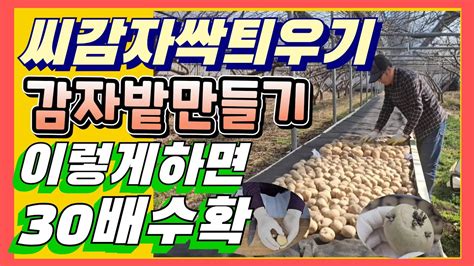 씨감자 싹틔우기 감자밭 만들기 이렇게하면 30배수확 Youtube