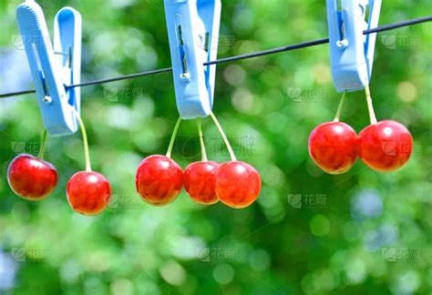 转基因 樱桃 彩色背景 食品 衣夹 遗传研究 浆果 甜食 计算机电缆 水果素材 花瓣网