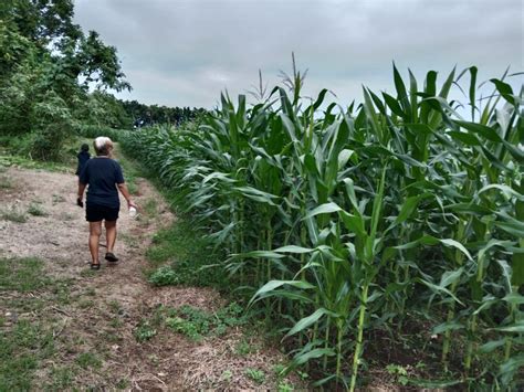 Adriel Dave Alvarez On Linkedin 10 25 55 Dap While We Have 14 Tons Of Dried Corn Grains In