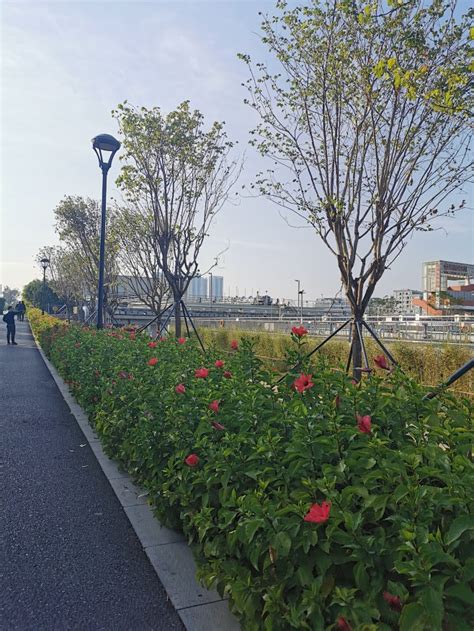 宫粉紫荆 大红花