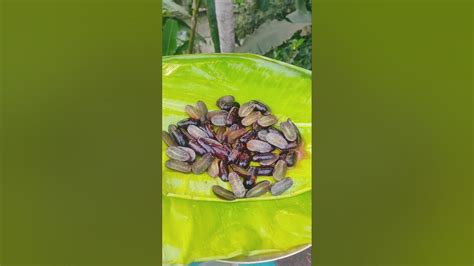 ভাই এর হাতে টেস্টি টেস্টি আঙ্গুর মাখা Angur Makha 🤤🤤 Viral Food Cooking Short Ytshots Youtube