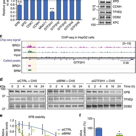 Mcf7 Y537s Cells Grow In An Estrogen Independent Manner A Mcf7 Wt