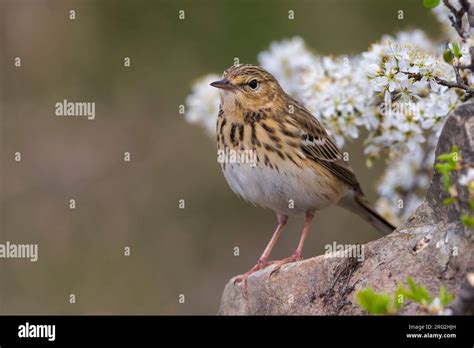 Boompieper Tree Pipit Stock Photo Alamy