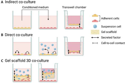 干货分享 细胞共培养的方法和注意事项 每日生物评论