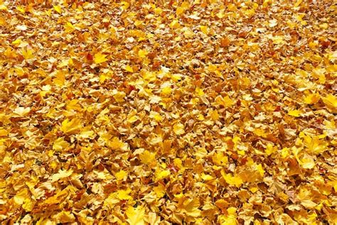 Premium Photo Full Frame Shot Of Yellow Flowers During Autumn