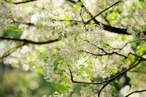 Chinaberry Poisoning In Dogs Symptoms Causes Diagnosis Treatment