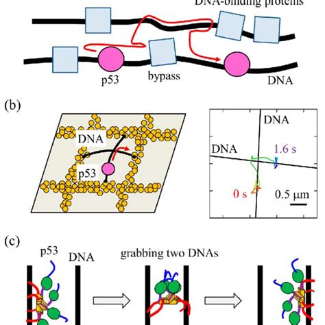Schematic Diagram Of The P53 Dna Complex Structure In 1d Diffusion Download Scientific Diagram