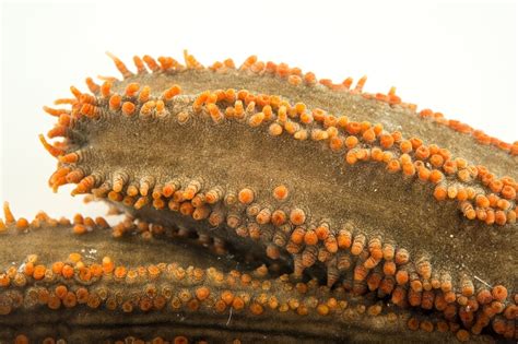 Sea Cucumber