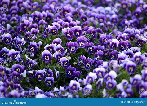 Violette Viola Blumen Stockfoto Bild Von Botanik Umwelt 5181568
