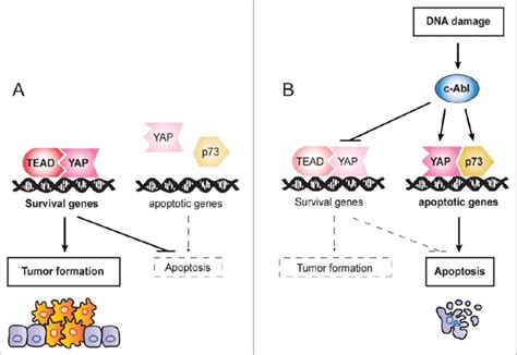 Yap Is Switched From Oncogene To Tumor Suppressor Function Through Download Scientific Diagram