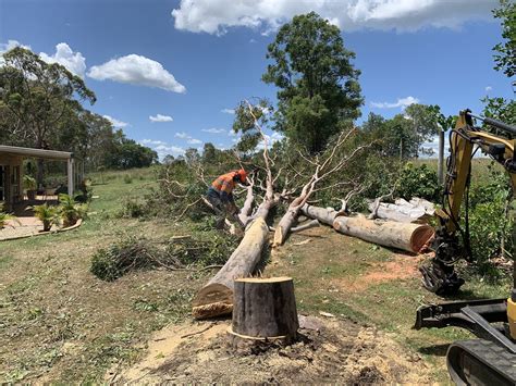 Tree Removals Pruning Gympie QLD Smith Tree Solutions