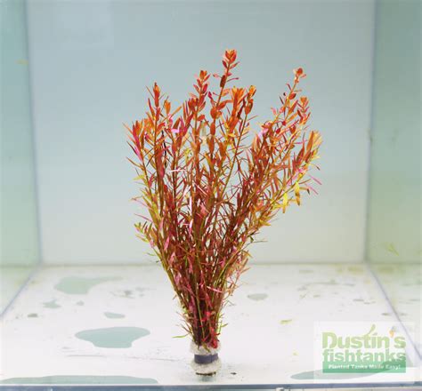 Rotala H'ra – DustinsFishtanks